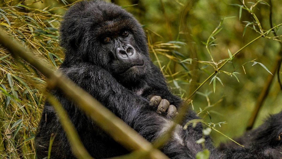 5-Day Eastern Lowland Gorilla Trek (Kahuzi Biega NP) - Agasaro Safaris